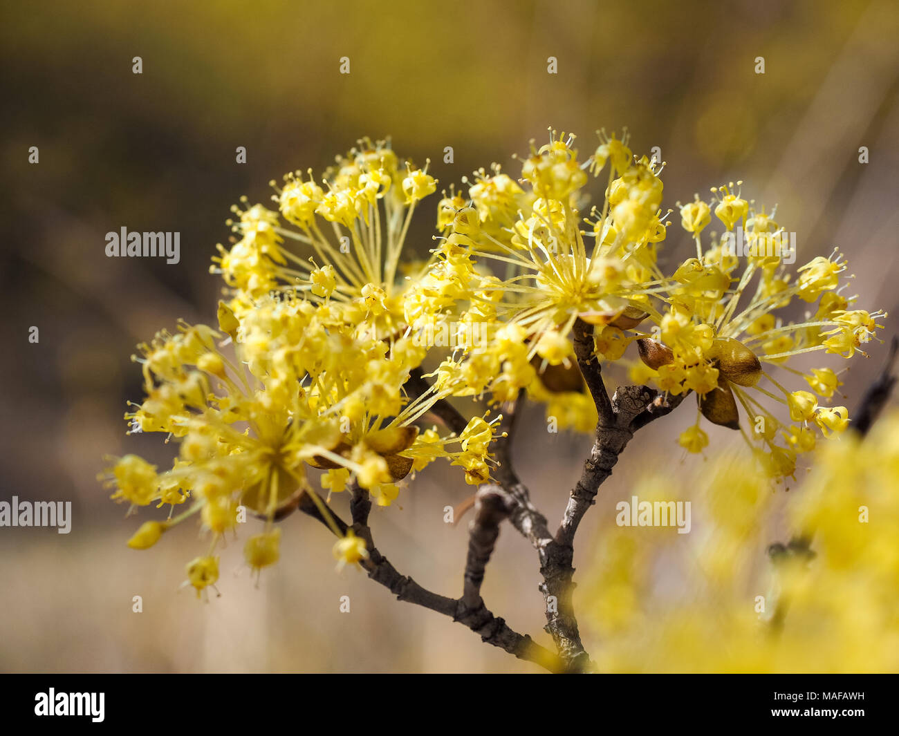 Sansuyoo hi-res stock photography and images - Alamy