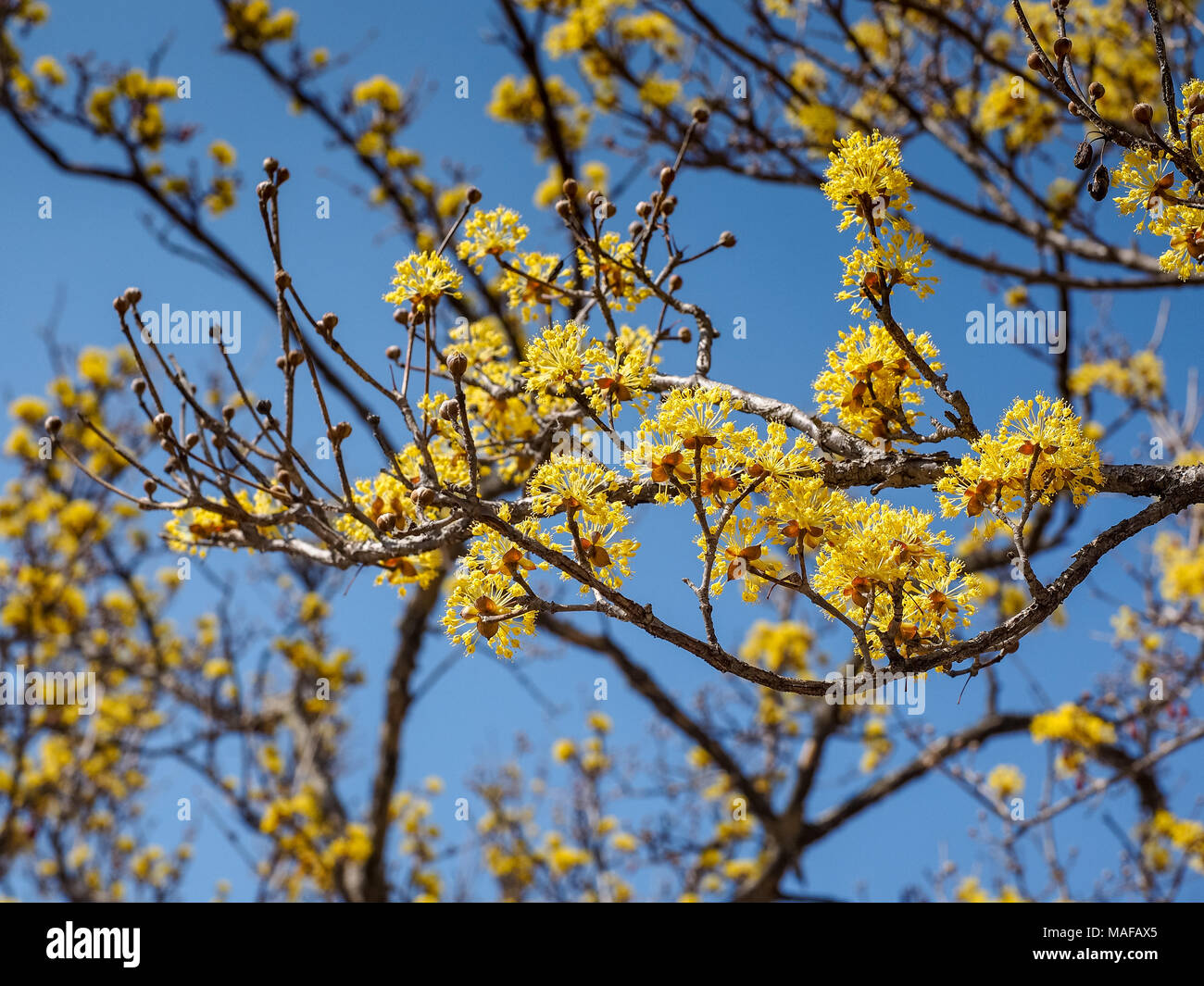 Cornus officinalis flowers on the tree at the middle of sunny spring ...