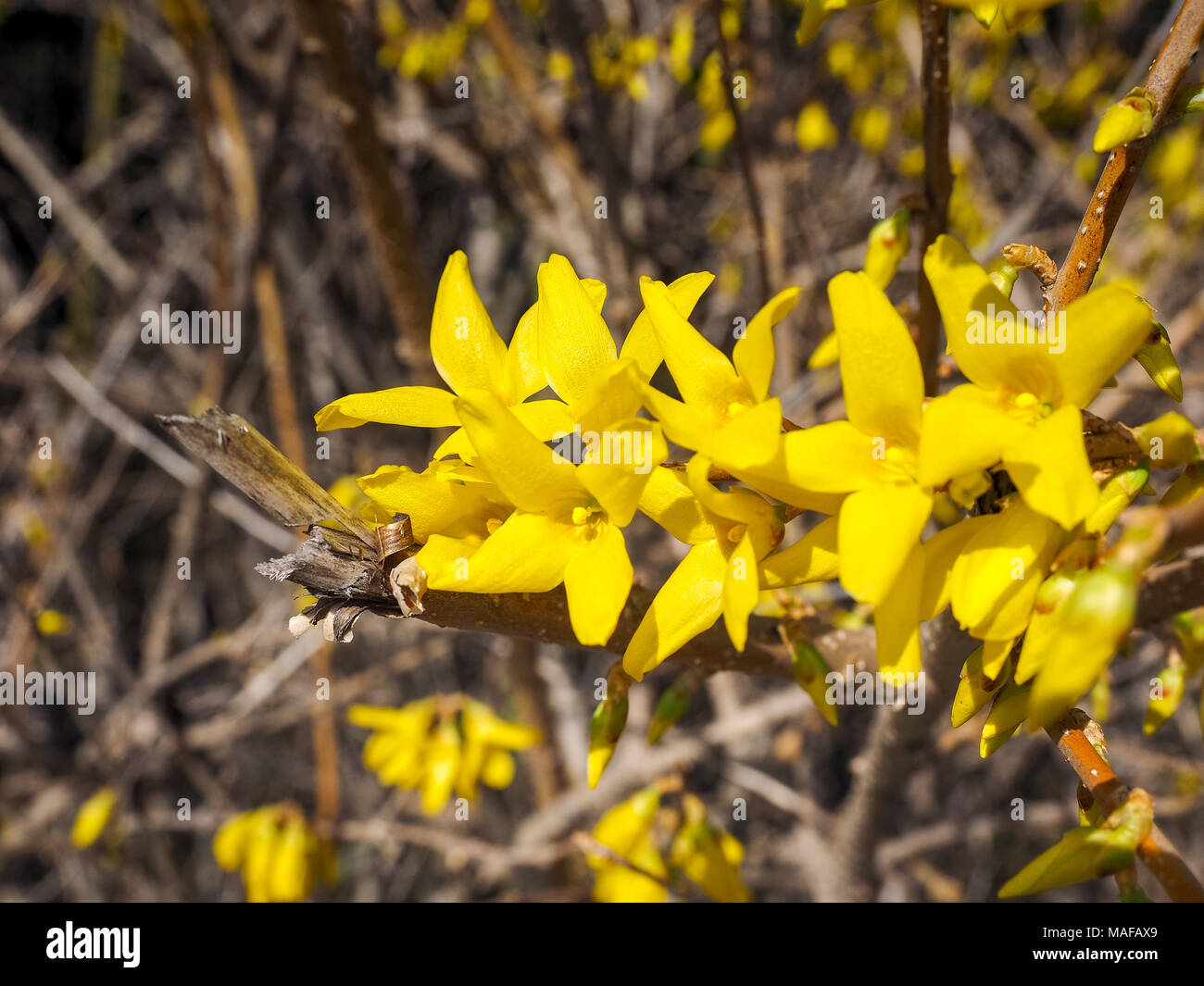 Forsythia koreana flowers in the garden at the middle of sunny summer ...