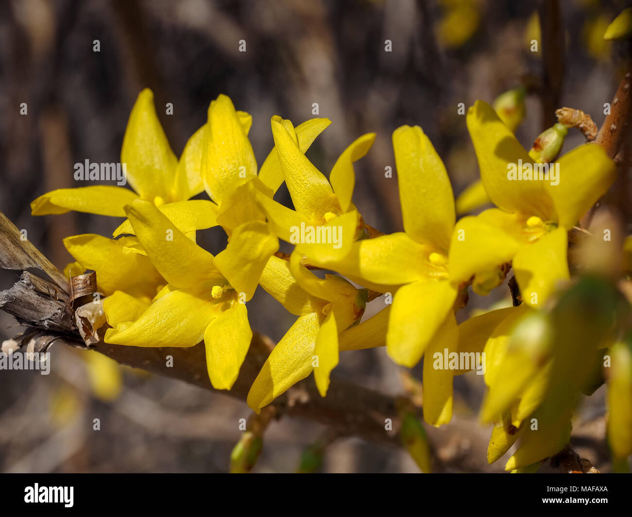 Forsythia koreana flowers in the garden at the middle of sunny summer ...