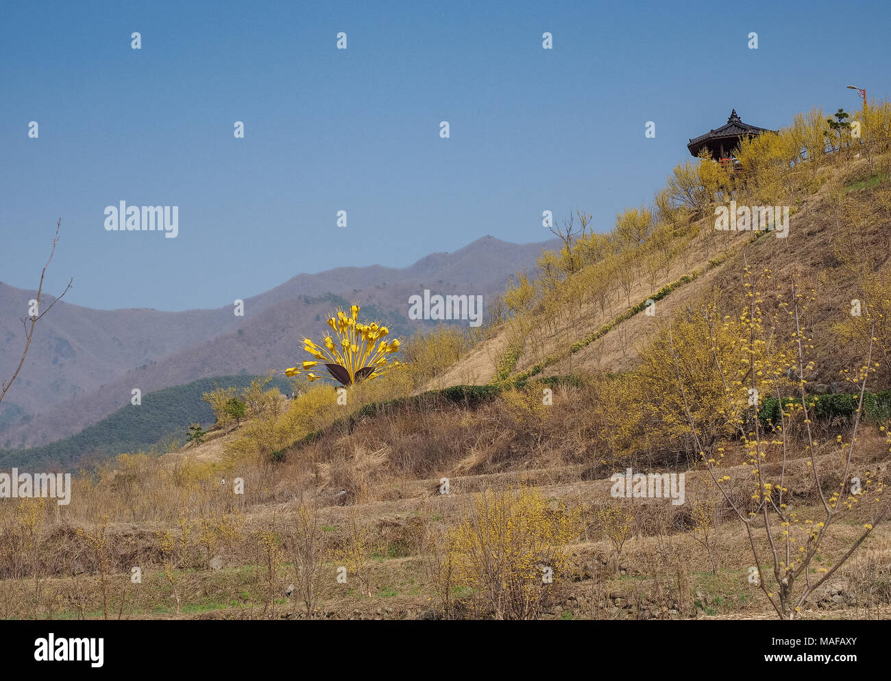 Scenery of Cornus officinalis flower festival in Gurye, South Korea ...