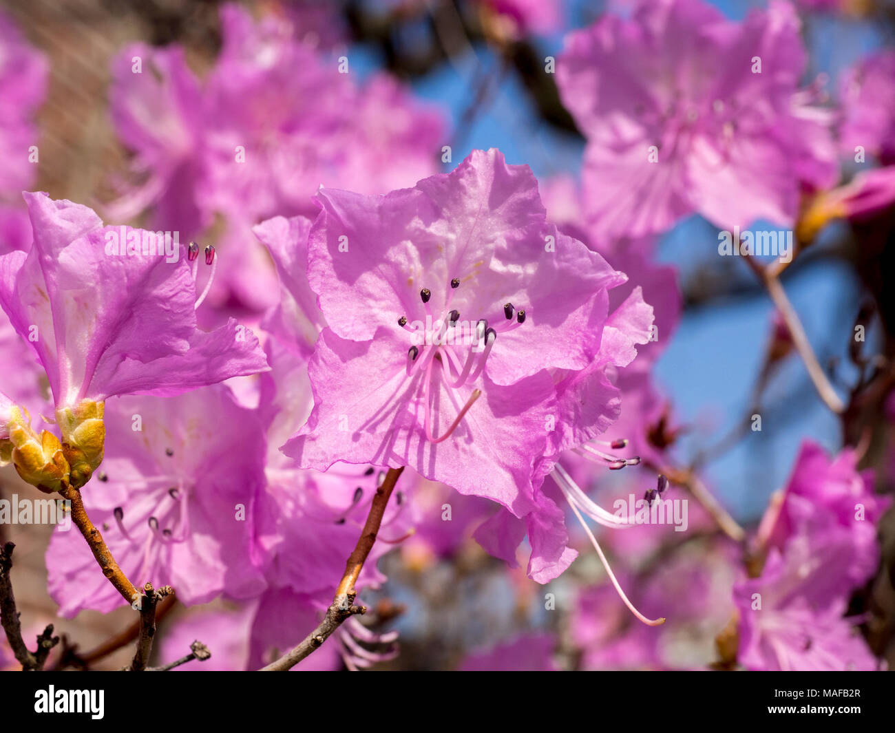 Rhododendron mucronulatum flowers in the garden at the middle of sunny ...