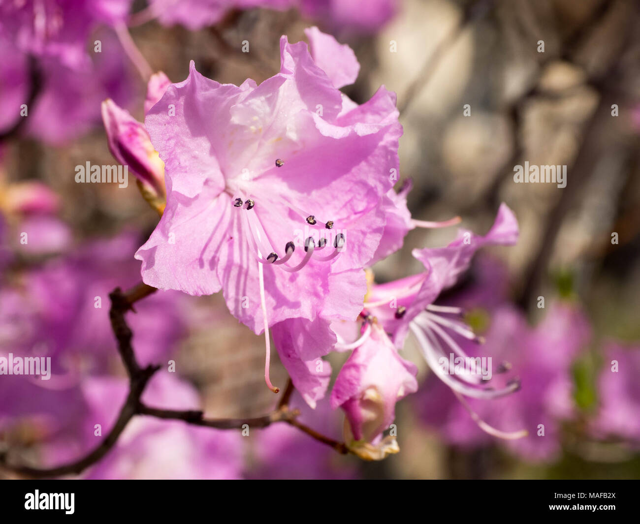 Rhododendron mucronulatum flowers in the garden at the middle of sunny ...