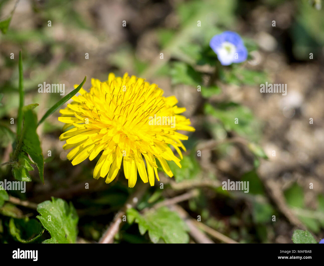 Yellow dandelion flowers in the garden at the middle of sunny spring ...