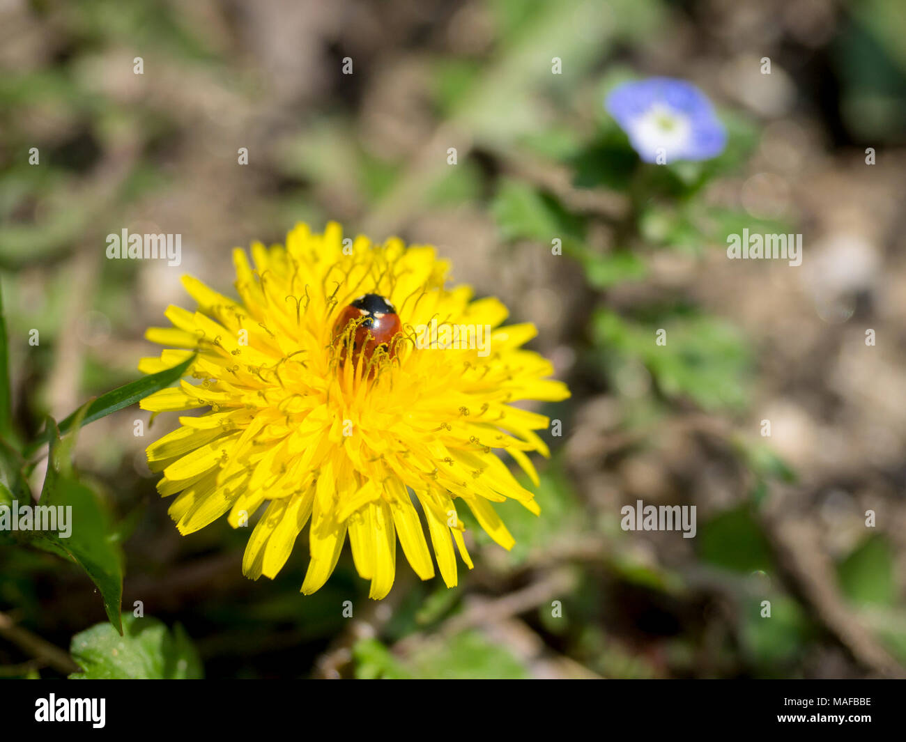 Yellow dandelion flowers in the garden at the middle of sunny spring ...