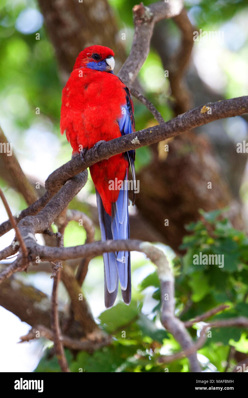 Crimson Rosella Parrot, (Platycercus elegans Stock Photo - Alamy