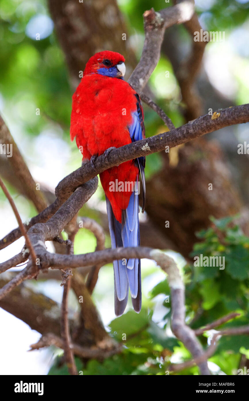 Crimson rosella parrot hi-res stock photography and images - Alamy