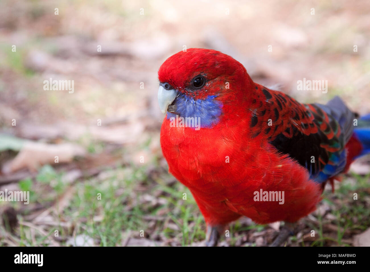 Crimson rosella parrot hi-res stock photography and images - Alamy