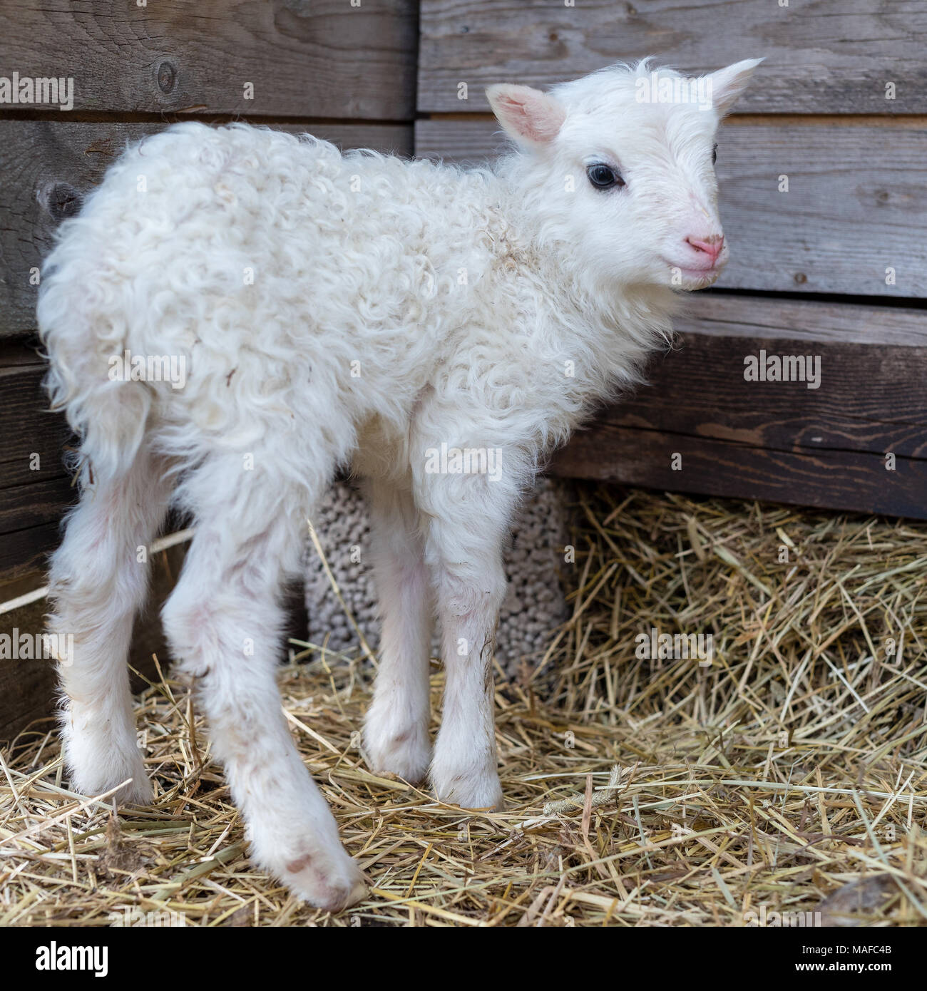 One ones own hi-res stock photography and images - Alamy