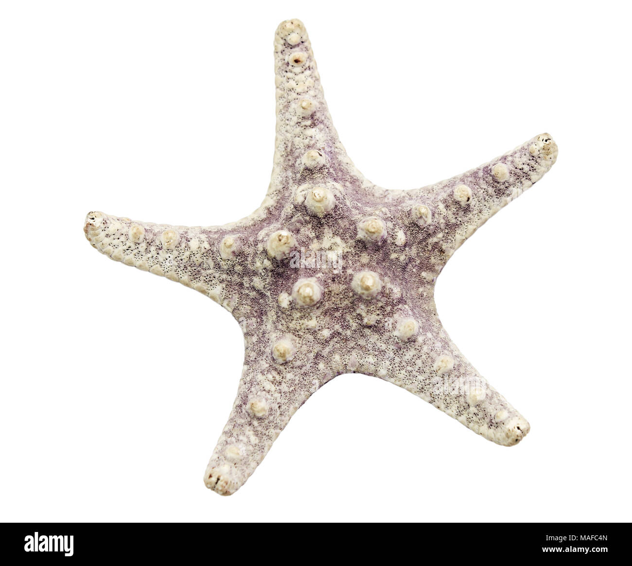 Beautiful color starfish isolated on white background Stock Photo - Alamy