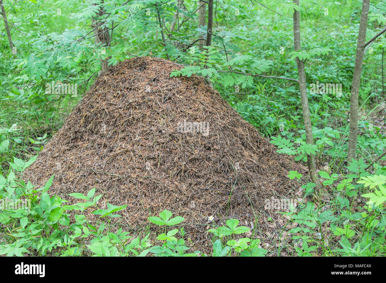 Big anthill in the woods in summer Stock Photo - Alamy