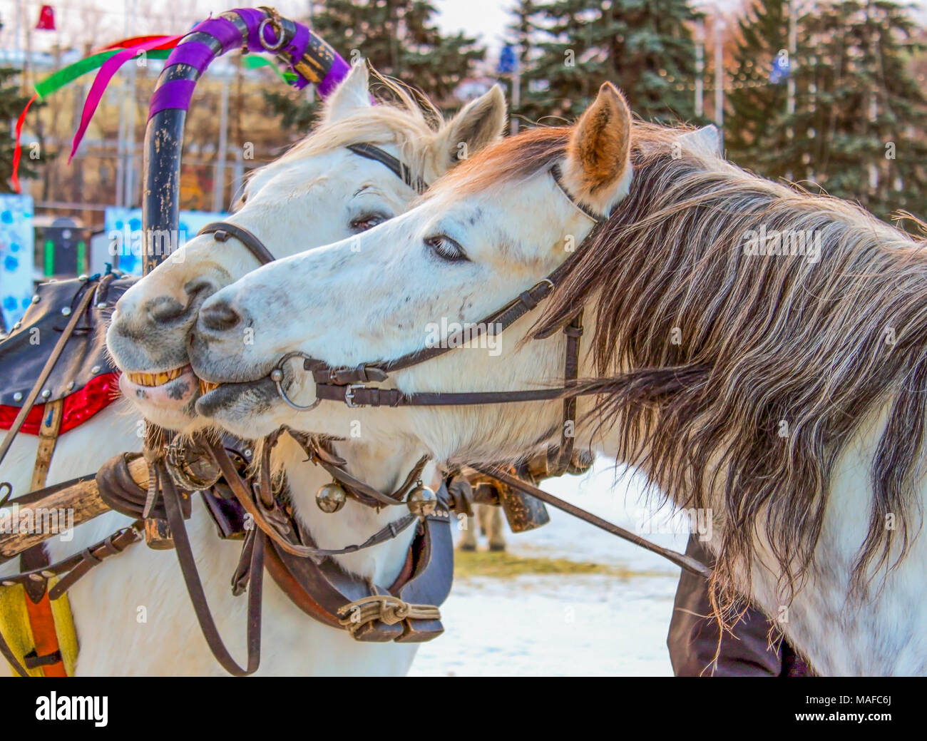 Horses kissing hi-res stock photography and images - Alamy