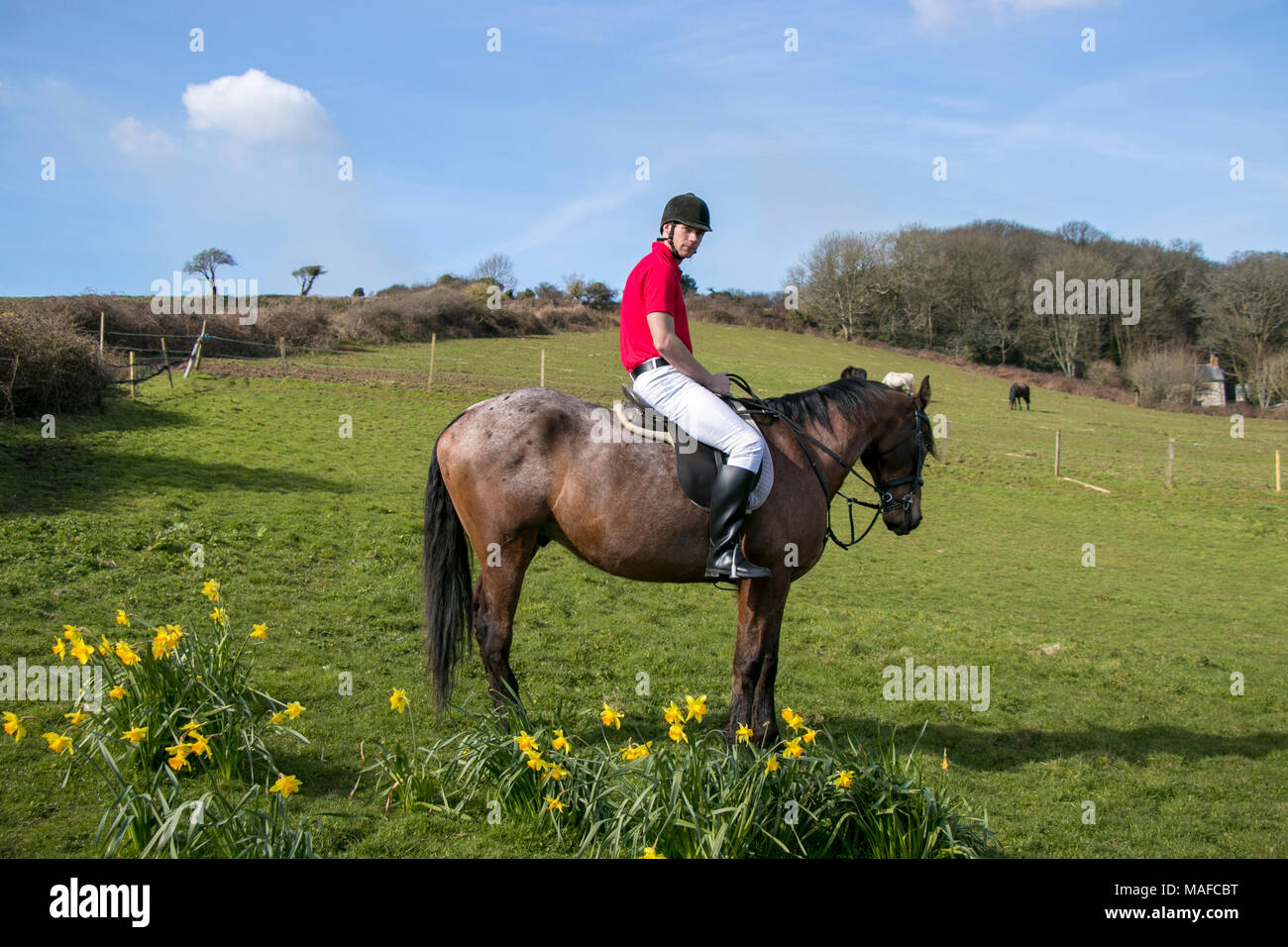Handsome Male Horse Rider on horseback with white breeches, black boots ...