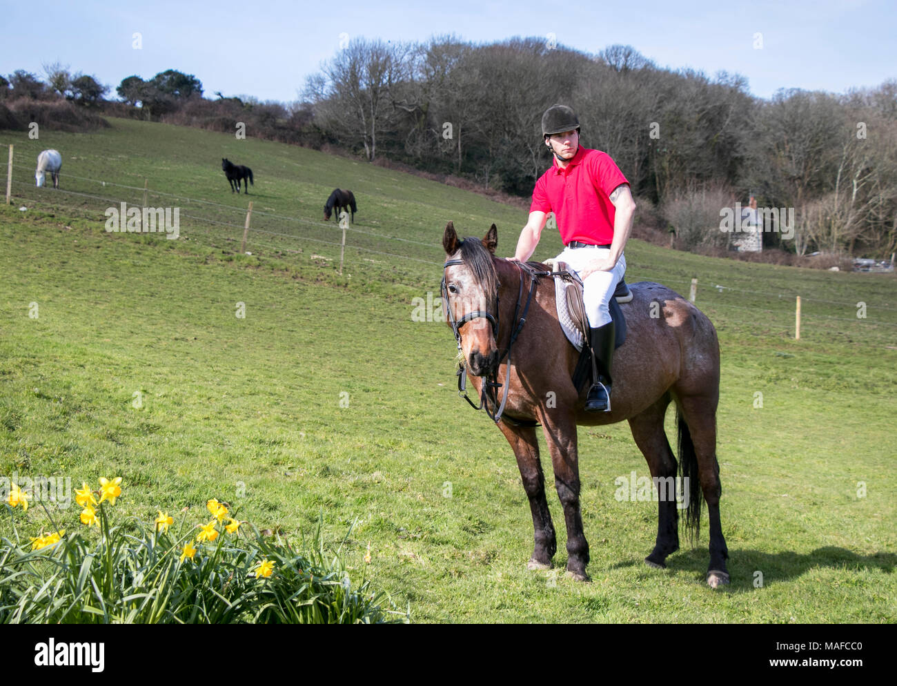 Handsome Male Horse Rider on horseback with white breeches, black boots ...