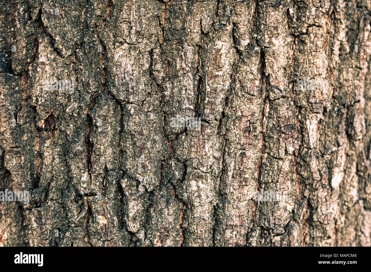 Detail of oak tree bark Texture of the bark of an oak tree Stock Photo ...