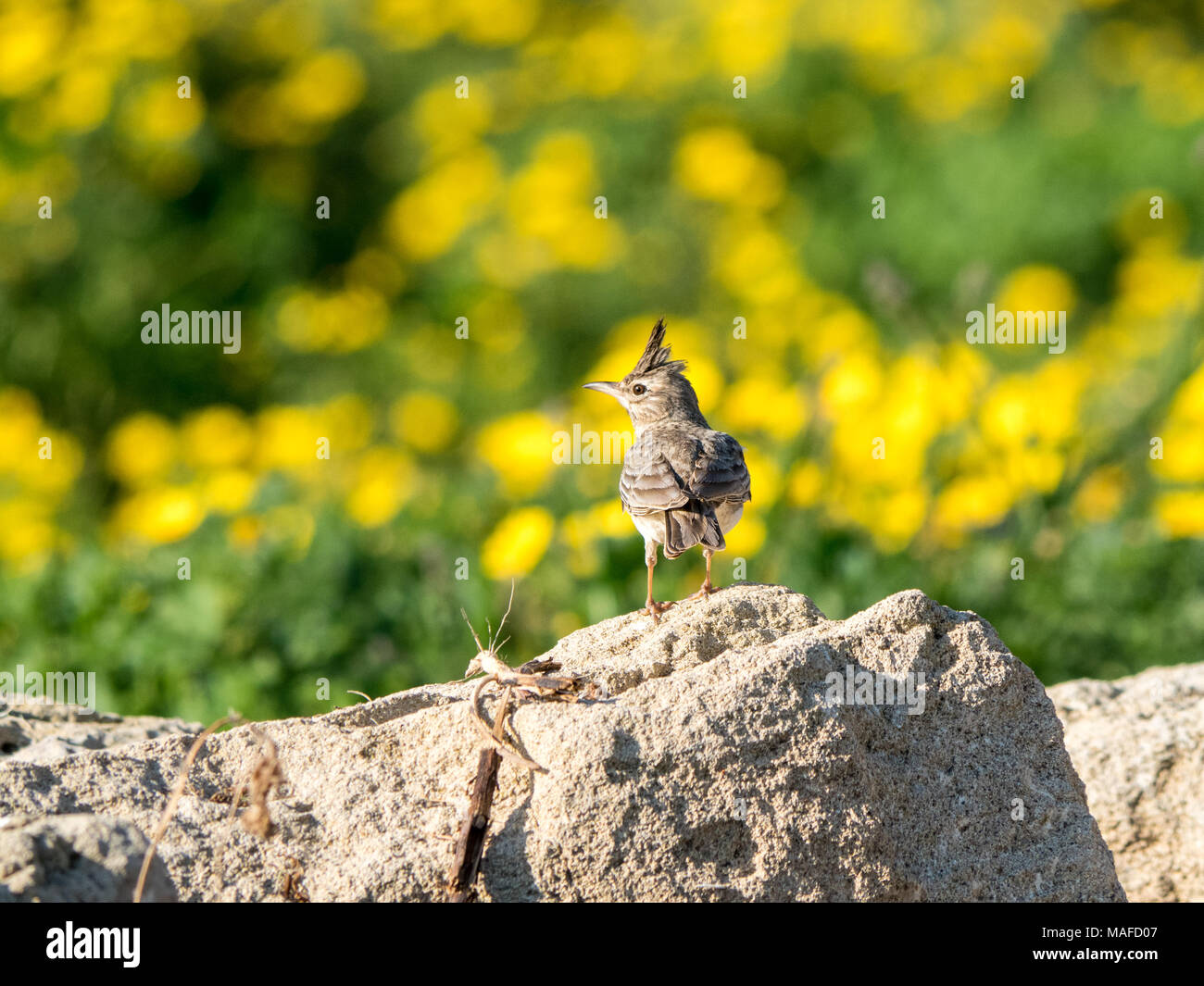 Crested Lark (Galerida cristata) perched on a rock against a backdrop ...
