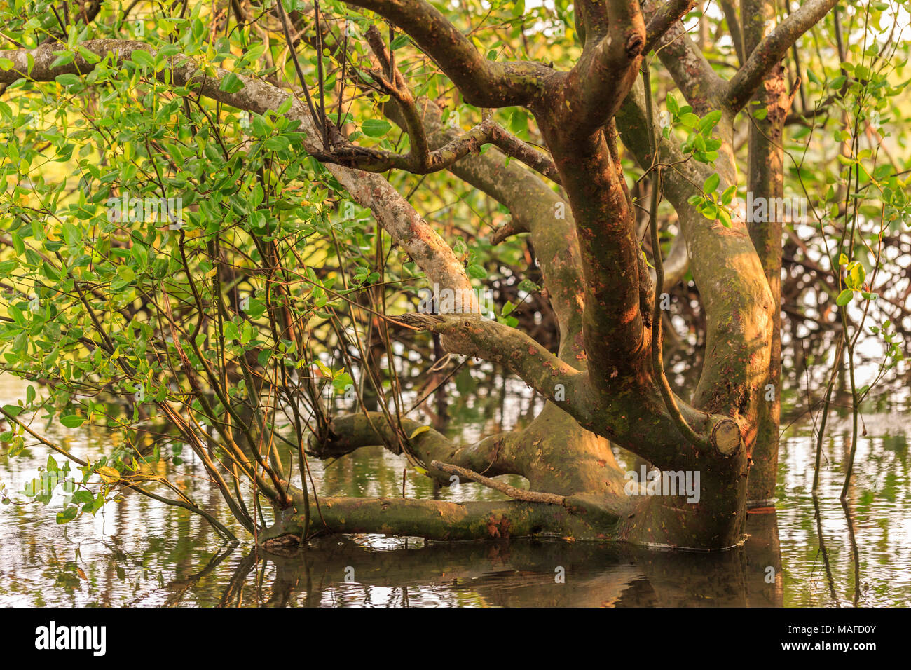 Flooded forest of mangrove trees Stock Photo - Alamy