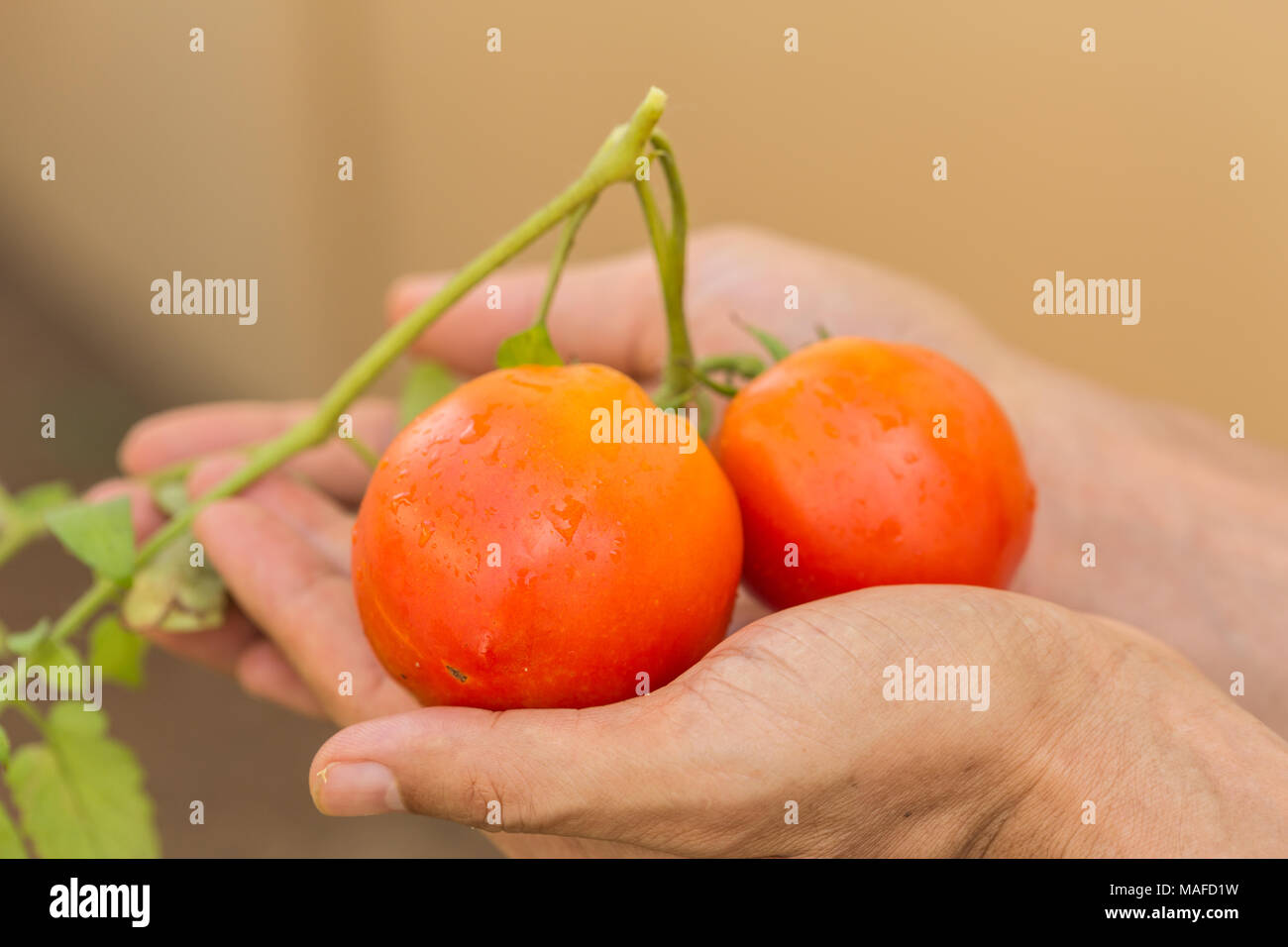 Red tomato in hand hi-res stock photography and images - Alamy
