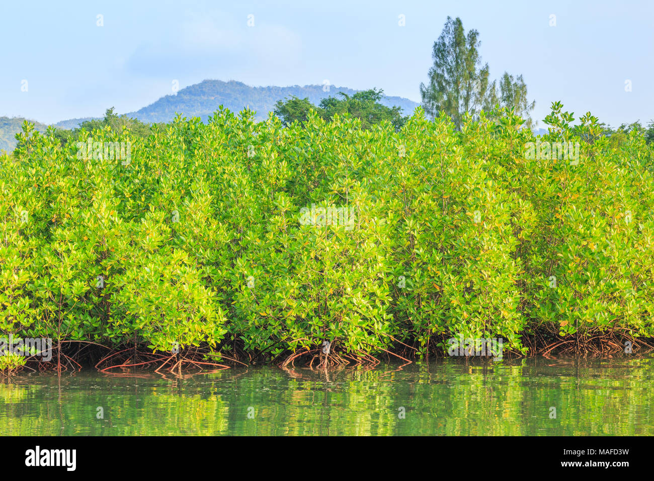 Flooded forest of mangrove trees Stock Photo - Alamy