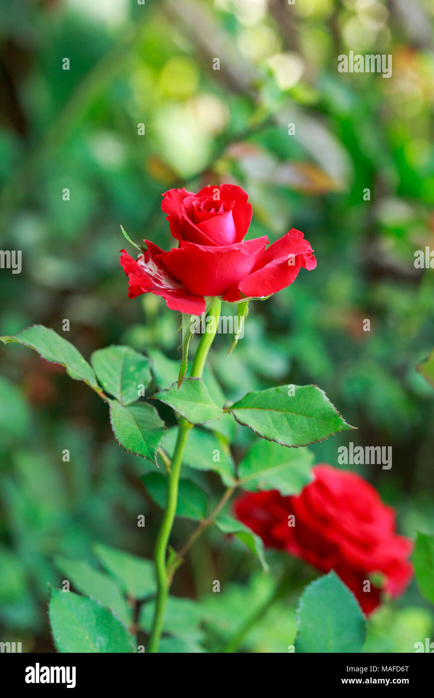 Big red rose growing hi-res stock photography and images - Alamy