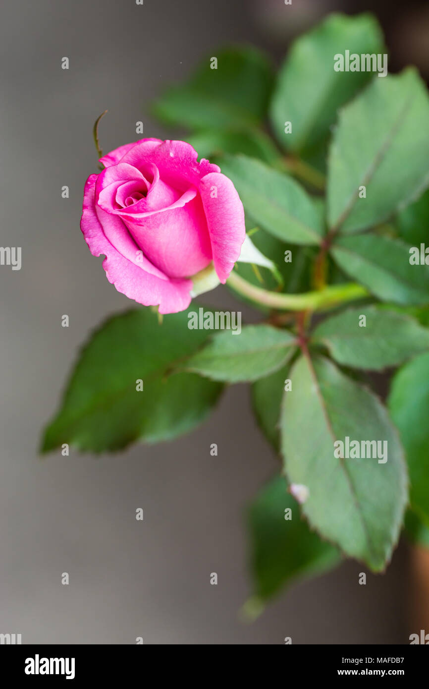 Rose on nature background Stock Photo - Alamy