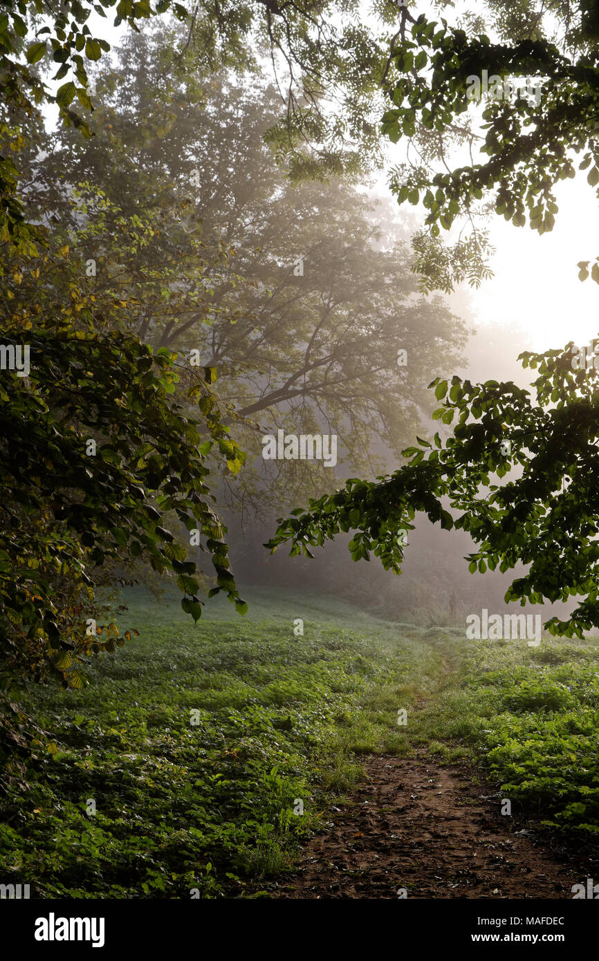 Landscape park in misty morning with narrow path in foreground, Palace ...