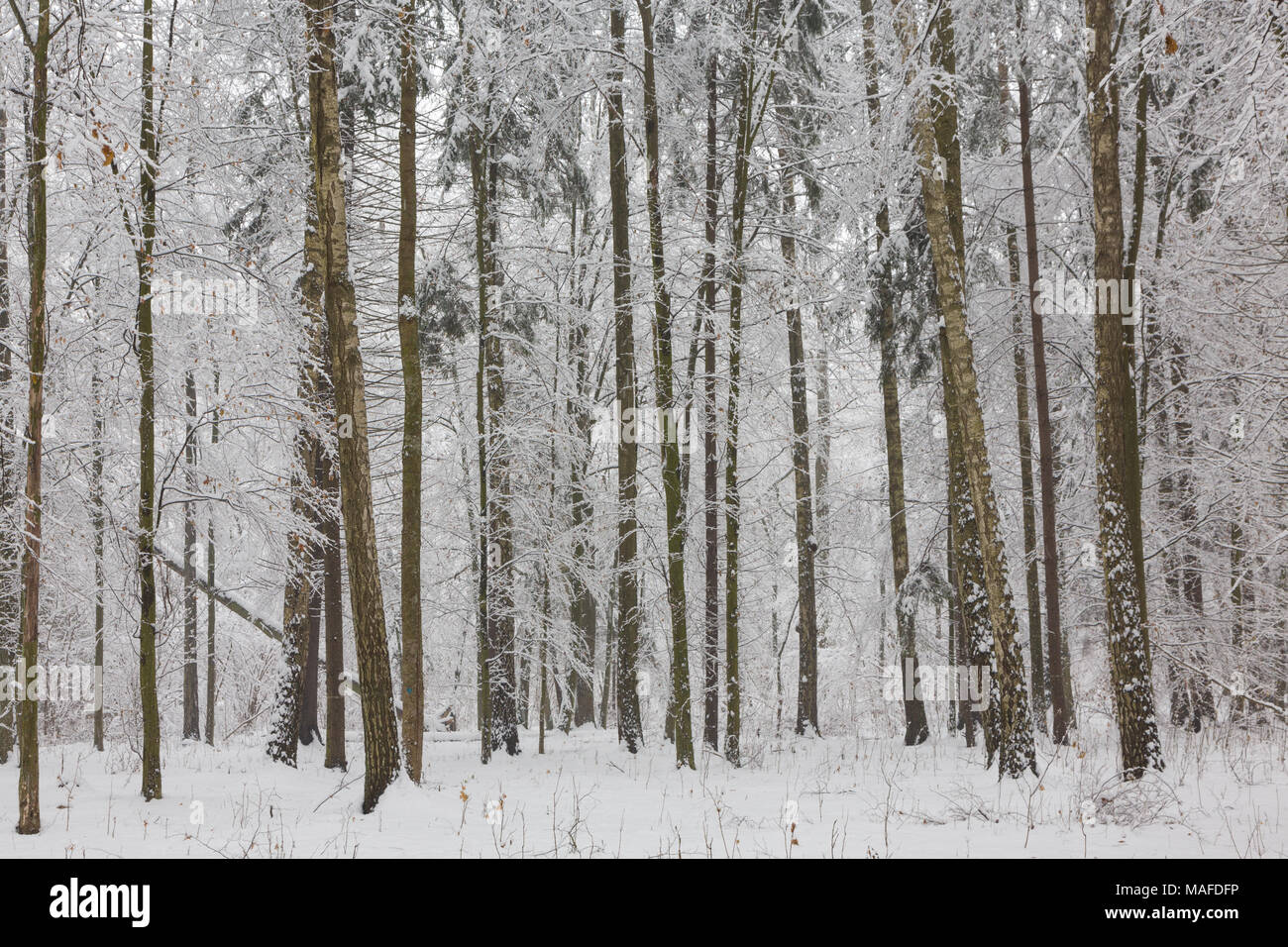 Hornbeam birch hi-res stock photography and images - Alamy