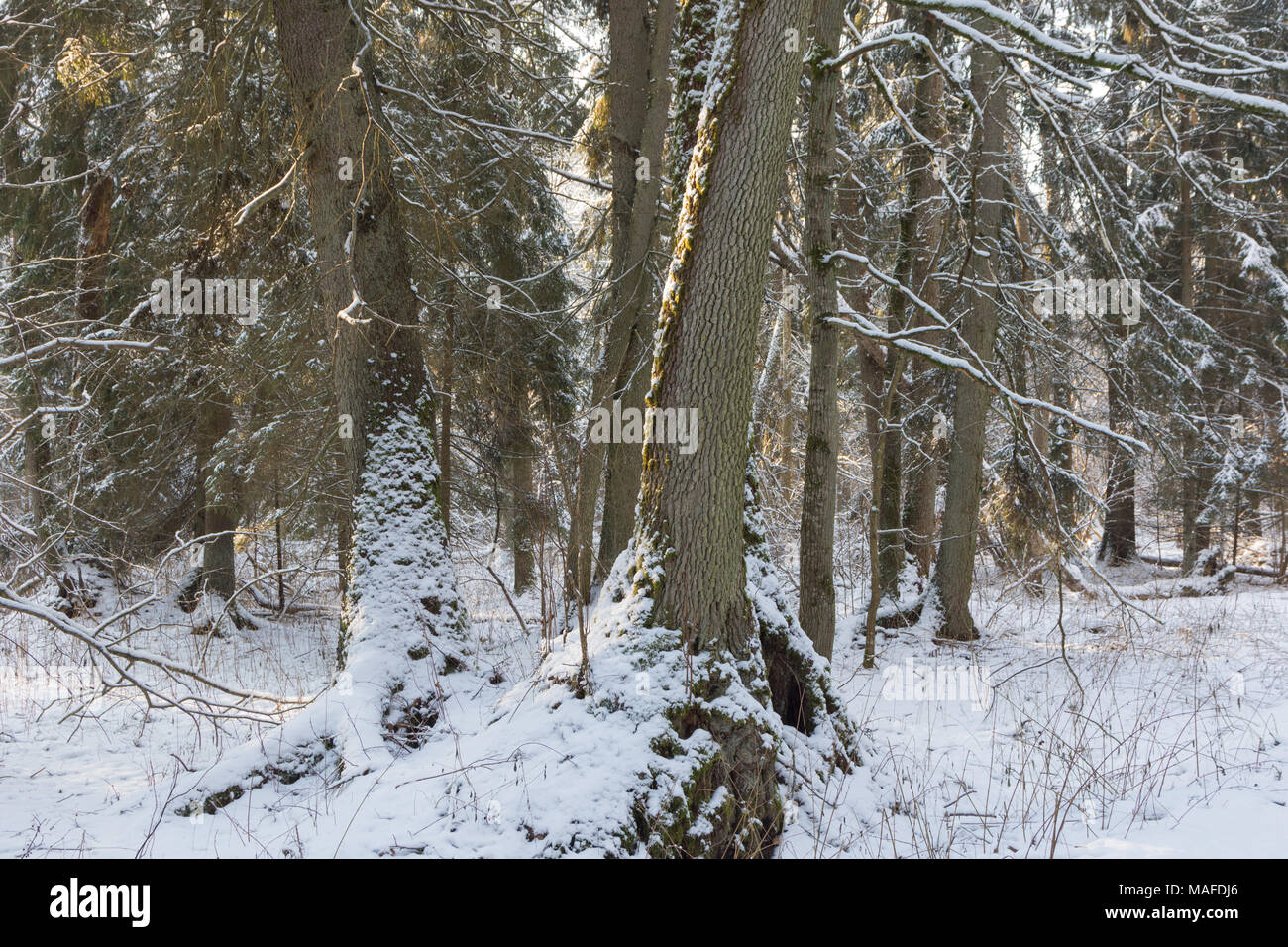 Snowfall after deciduous stand in morning with snow wrapped spruce ...