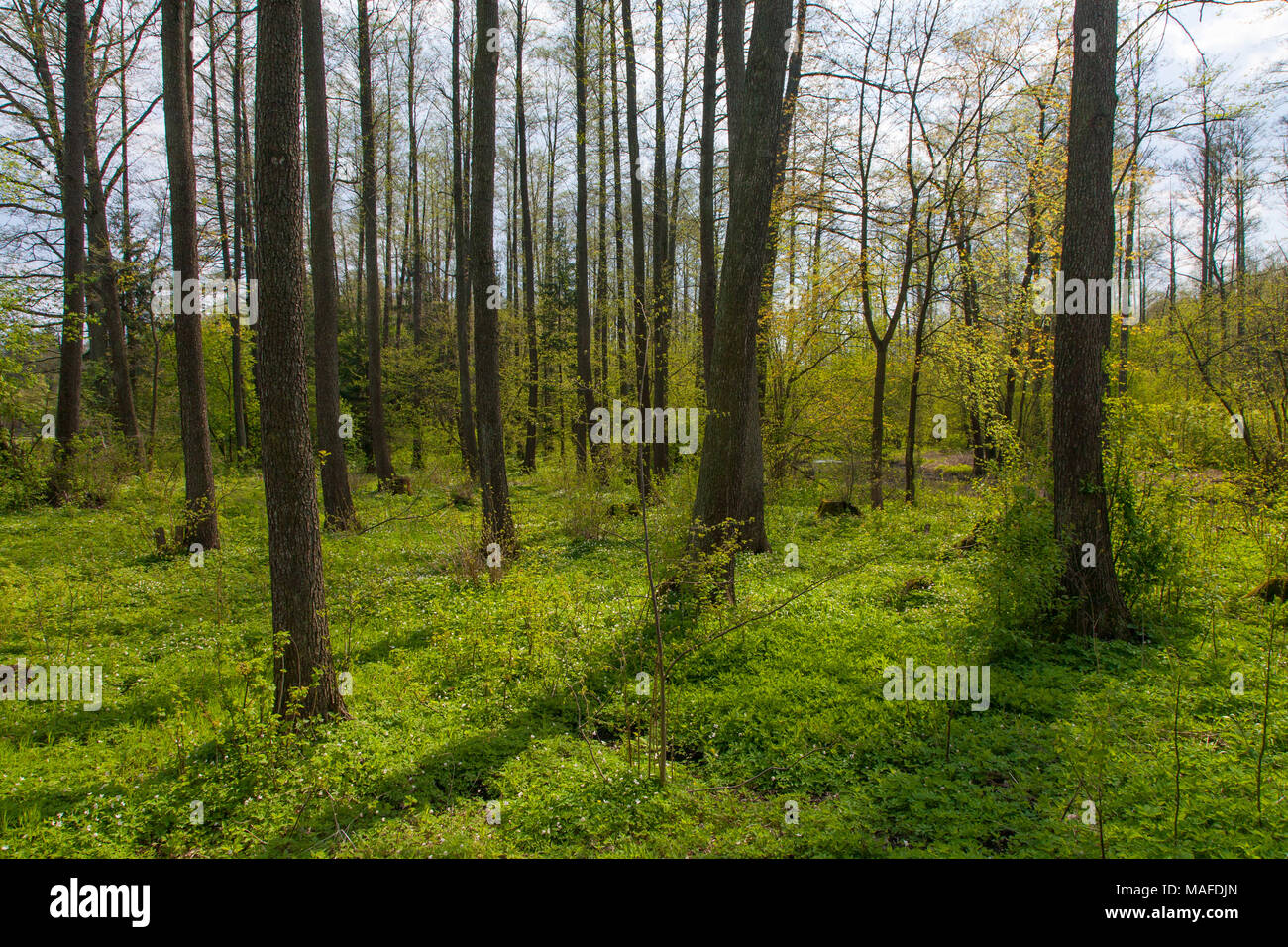 Tranquil riparian wilderness hi-res stock photography and images - Alamy