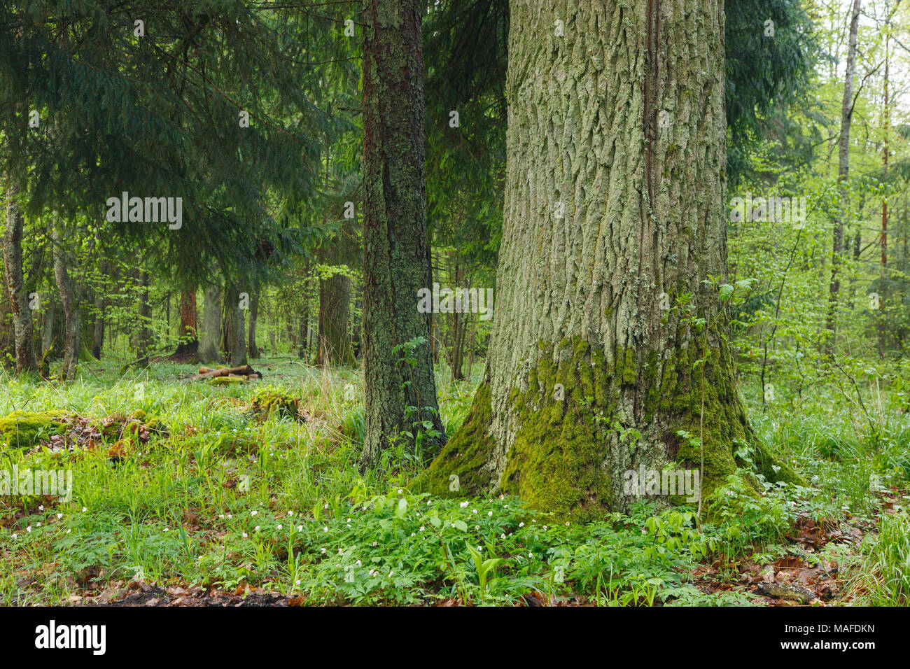 Old monumental oak tree in springtime, Bialowieza Forest, Poland ...