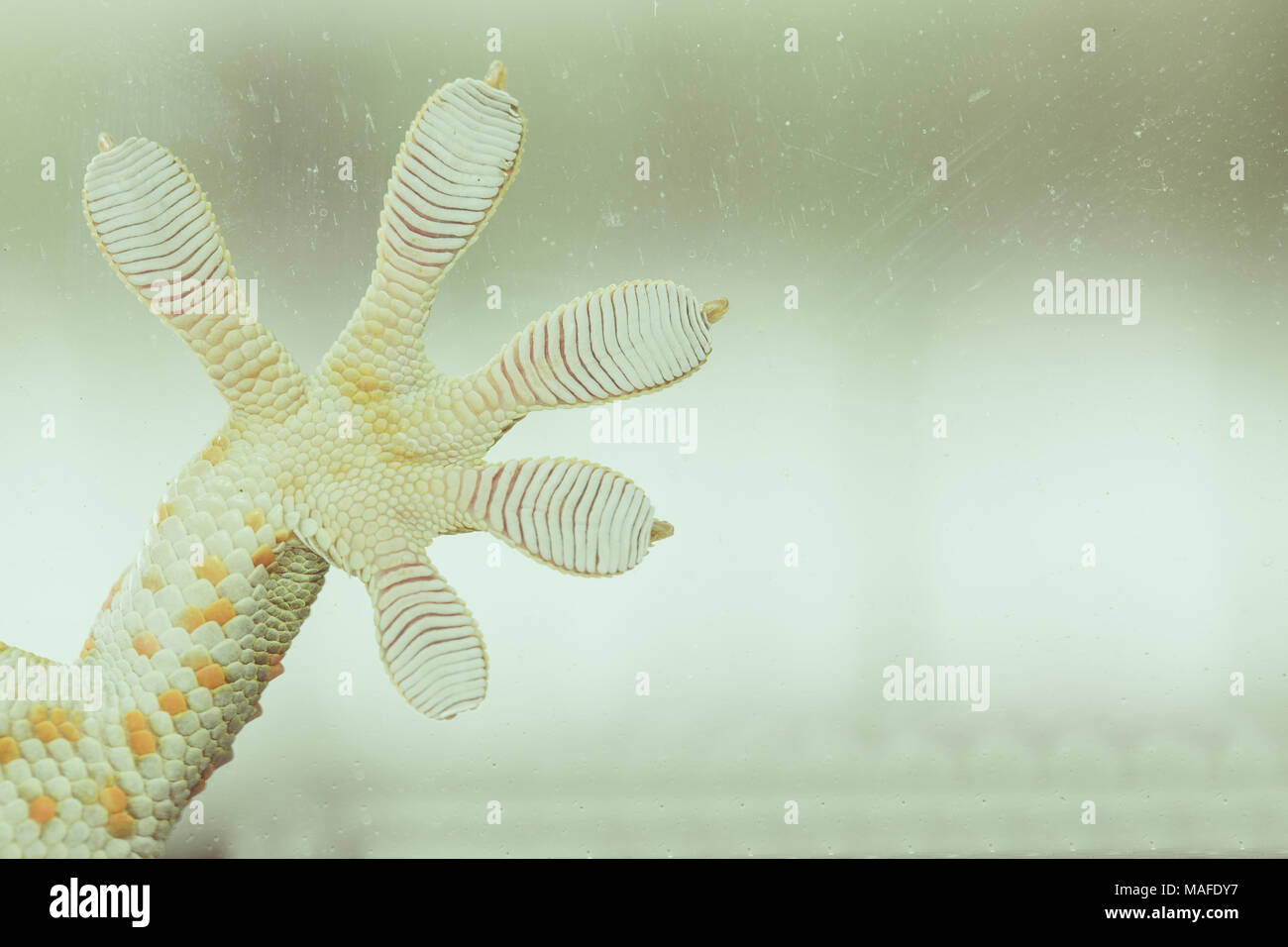 Tokay gecko gekko gecko foot hi-res stock photography and images - Alamy