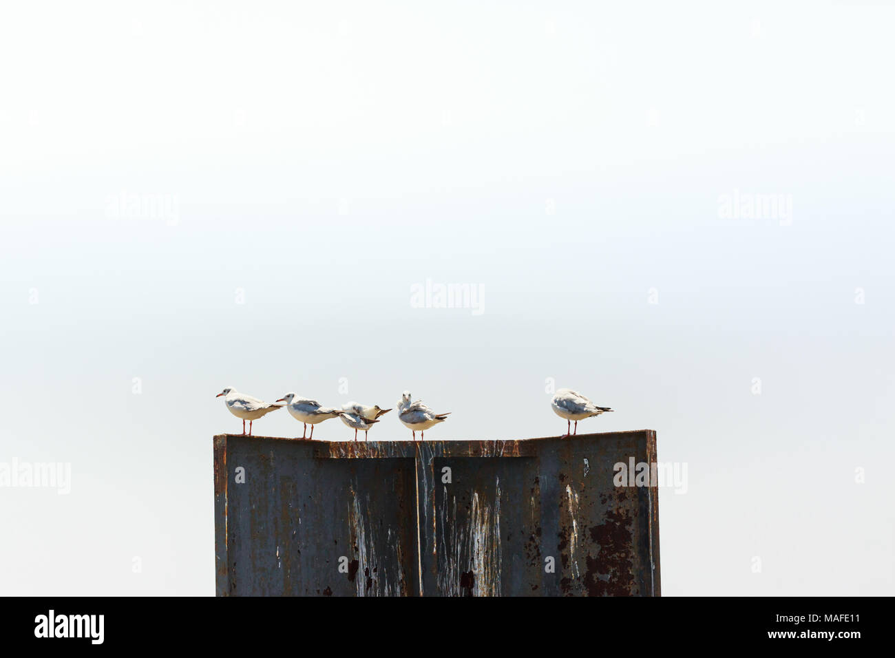 Seagull standing on a steel Signs Stock Photo - Alamy