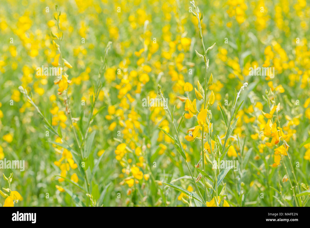 Farm of Crotalaria flower,beautiful crotalaria Stock Photo - Alamy
