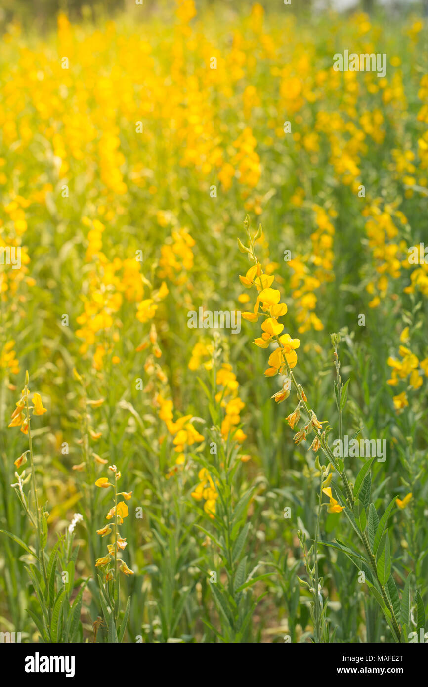 Farm of Crotalaria flower,beautiful crotalaria Stock Photo - Alamy