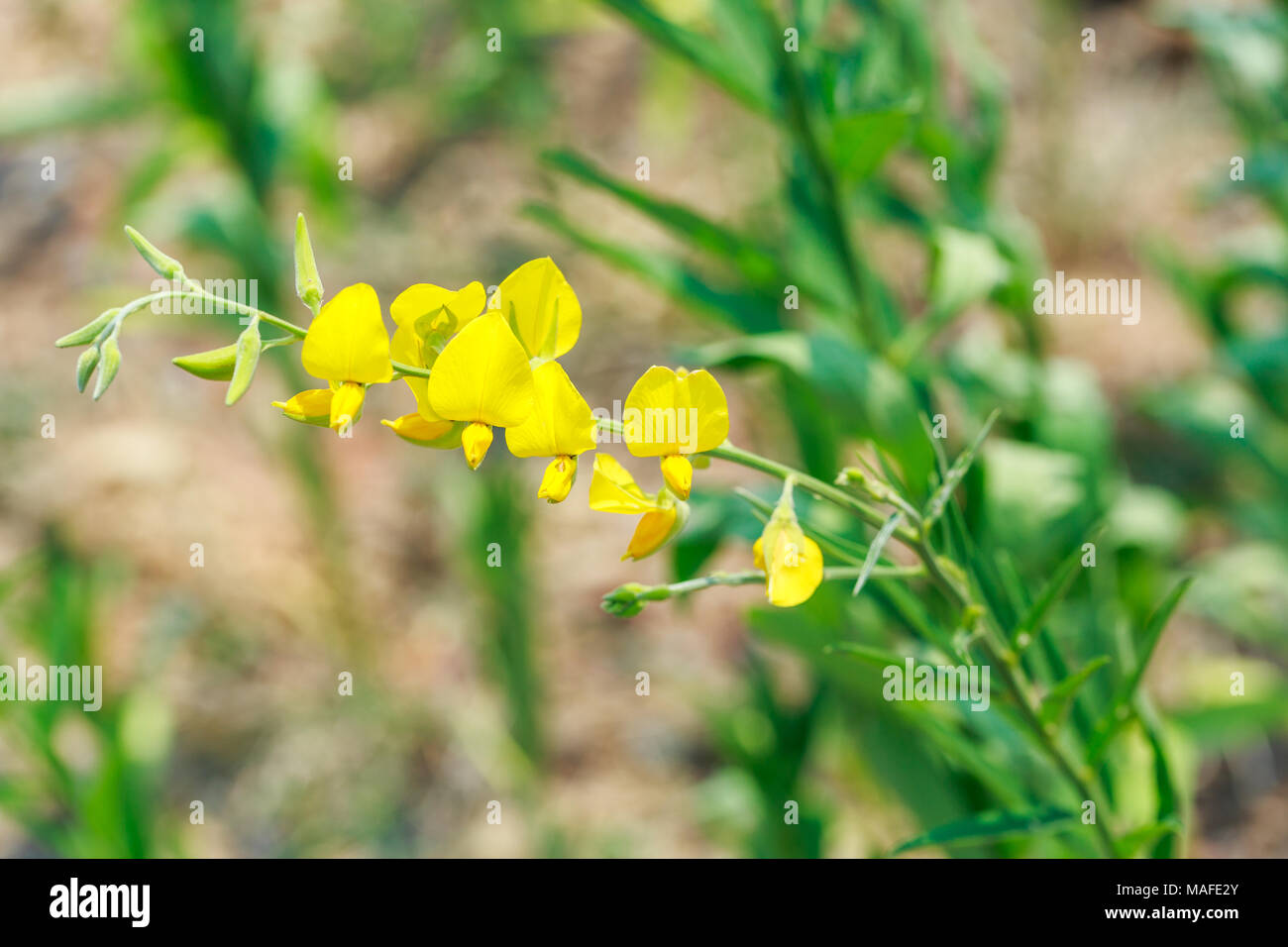 Crotalaria hi-res stock photography and images - Alamy