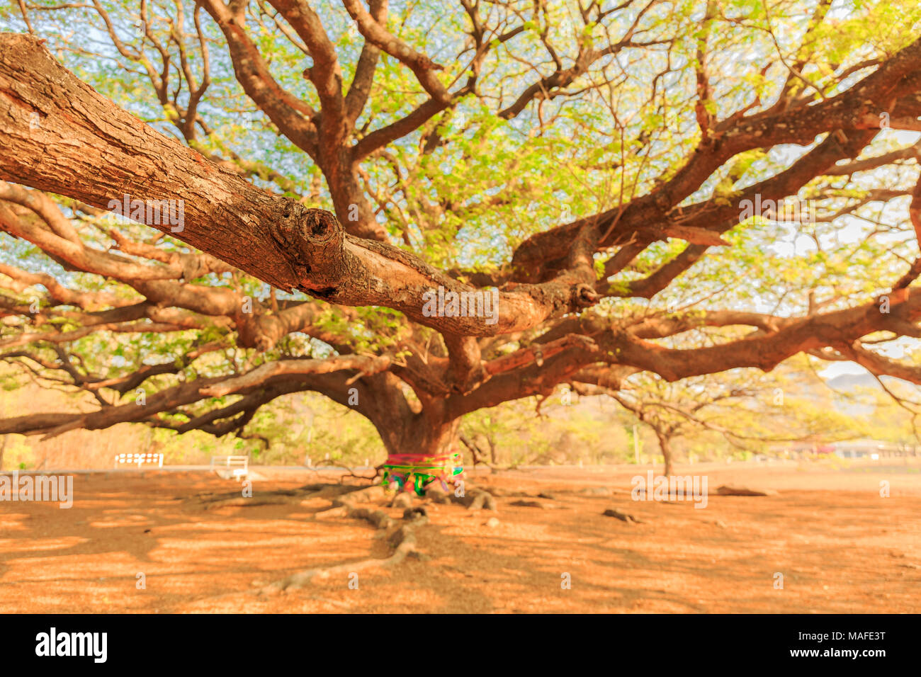 Giant tree,Rain tree,Samanea saman (Leguminosae),Minosoideae ...