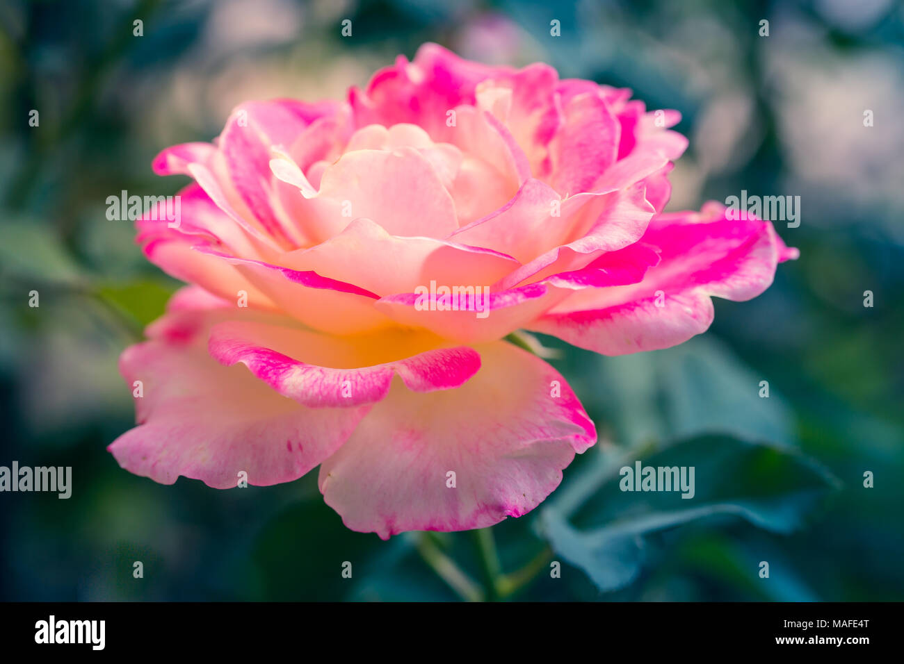 Beautiful rose flowers Stock Photo - Alamy