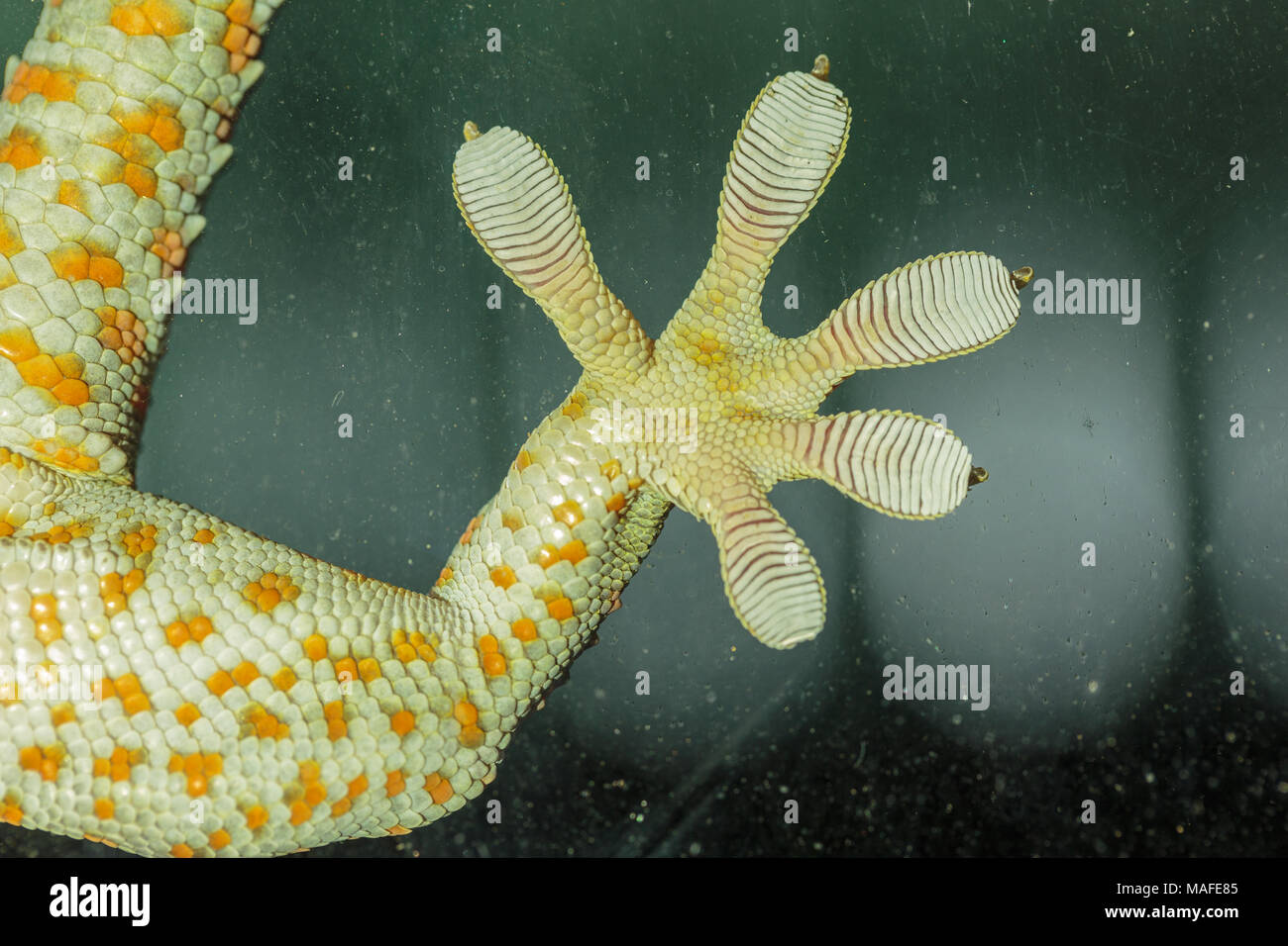 Gecko climbing on glass hi-res stock photography and images - Alamy