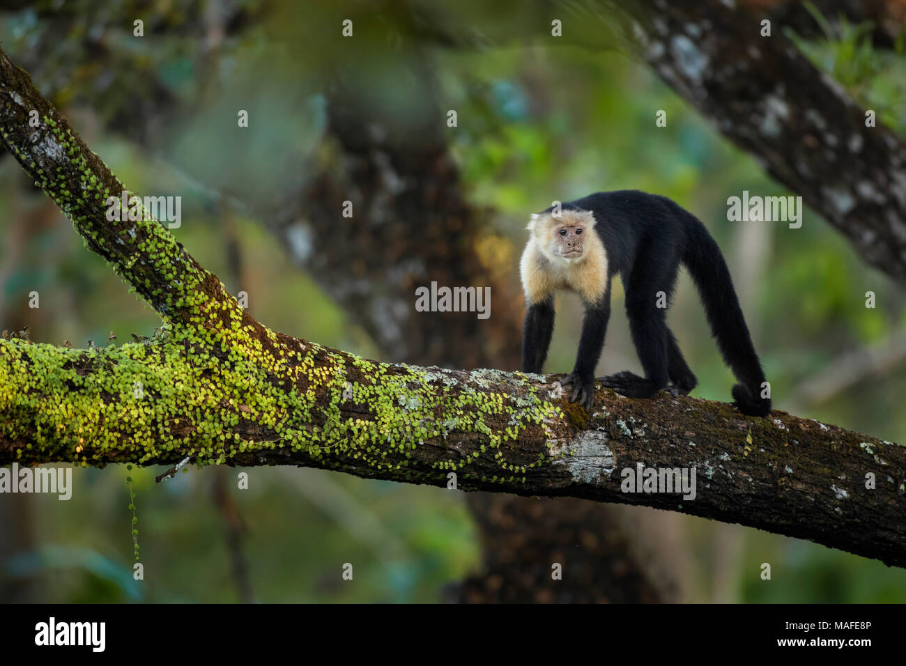 White-faced Capuchin - Cebus capucinus, beautiful bronw white faces ...