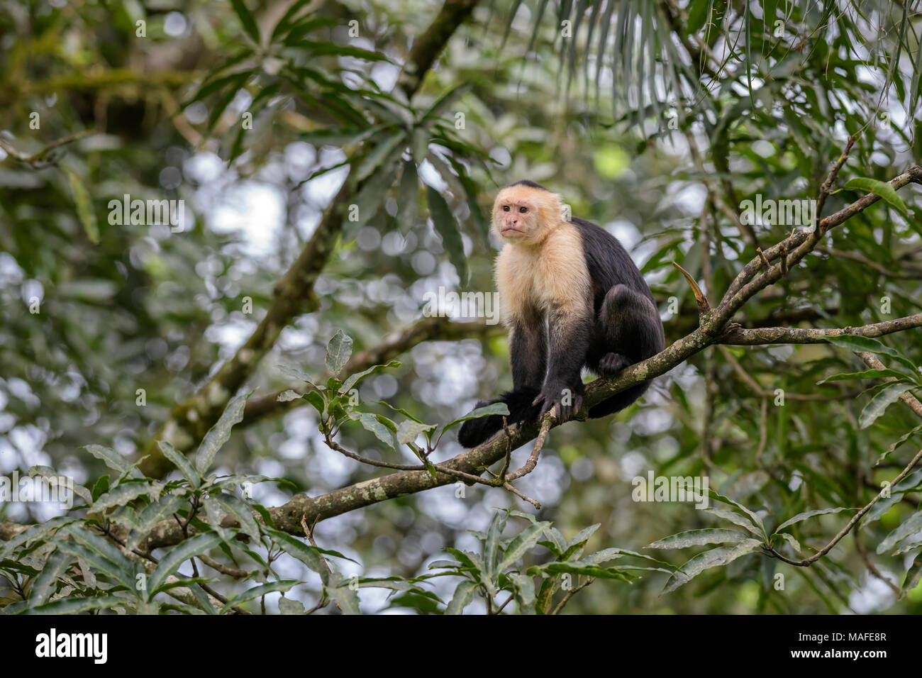 White-faced Capuchin - Cebus capucinus, beautiful bronw white faces ...