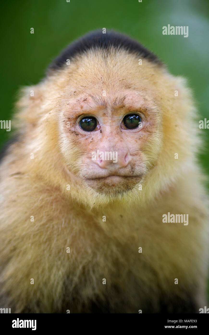 White Faced Capuchin Pet