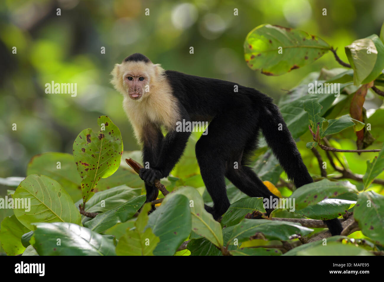Capuchin black cap hi-res stock photography and images - Alamy
