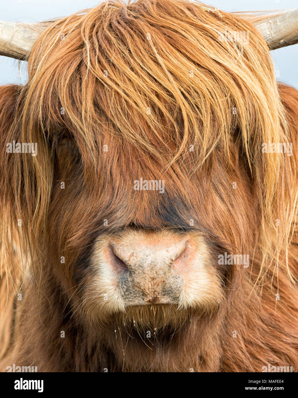 Highland cow isle of skye hi-res stock photography and images - Alamy