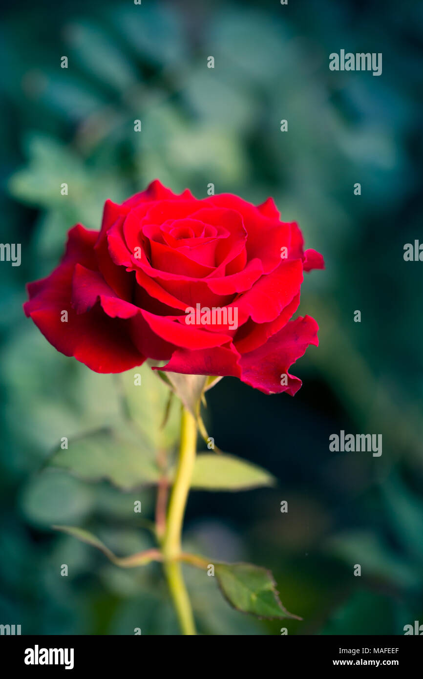 Red Rose on nature background Stock Photo - Alamy