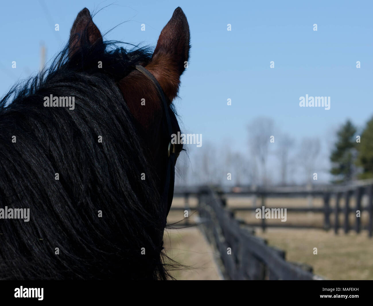 Standardbred horse hi-res stock photography and images - Alamy