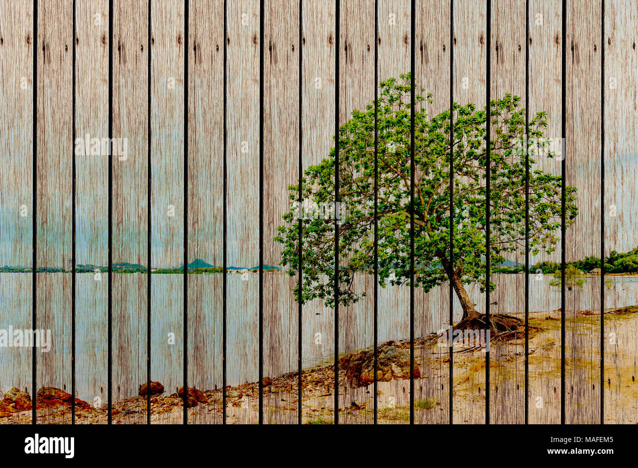 Indian almond tree hi-res stock photography and images - Alamy