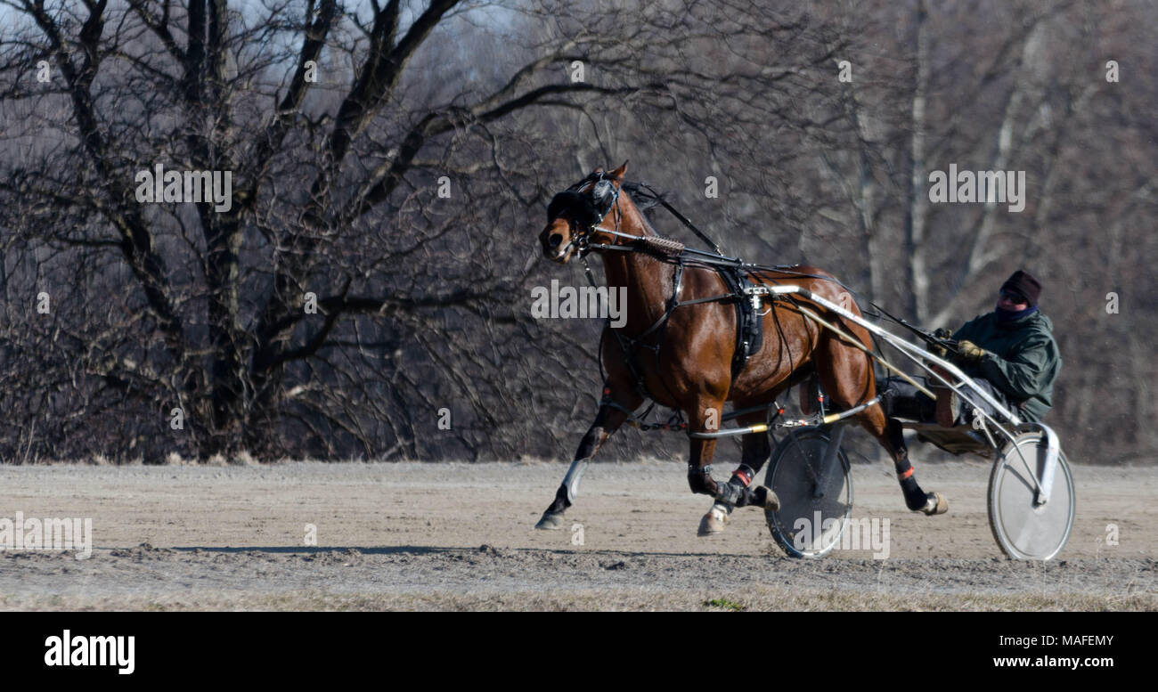 Standardbred pacer hi-res stock photography and images - Alamy