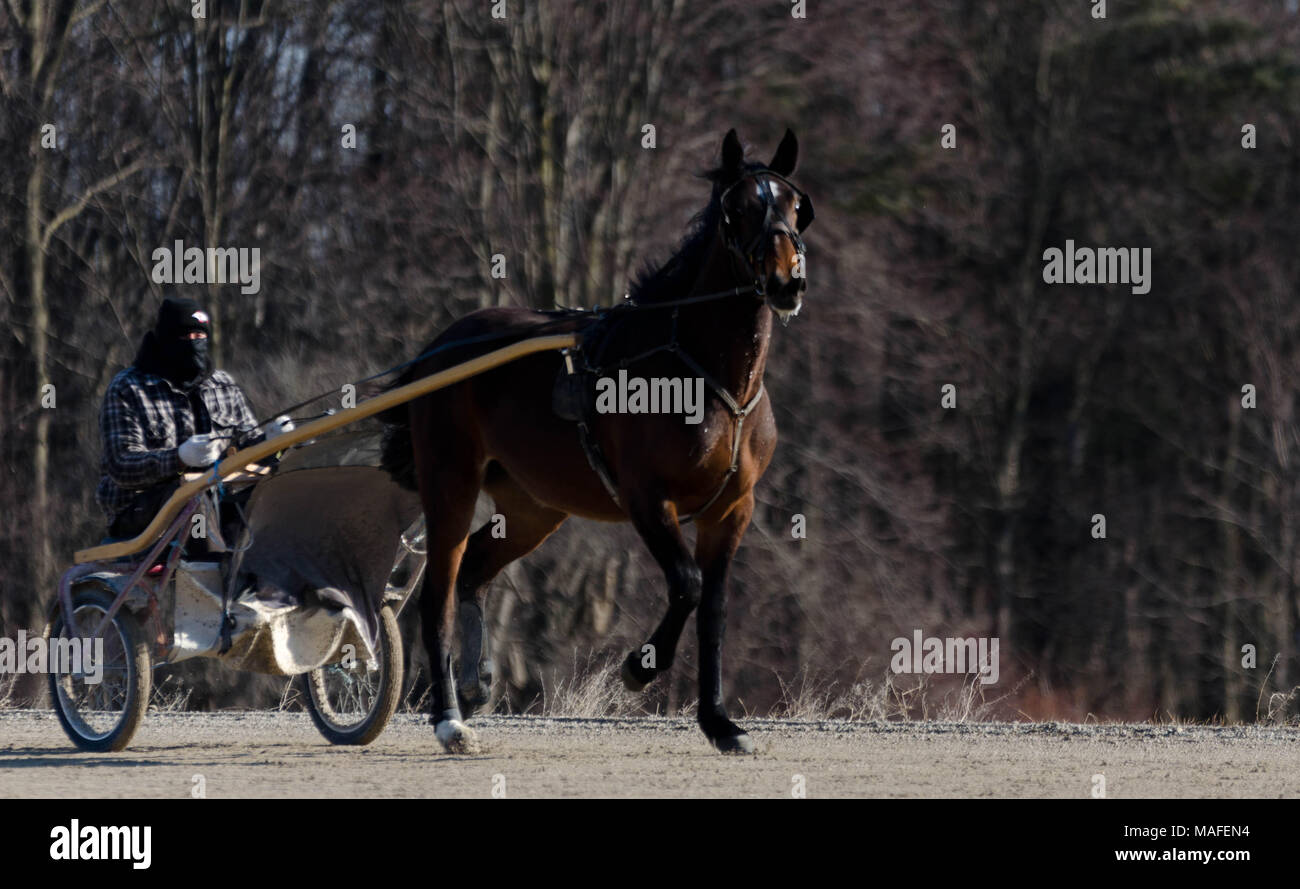 Standardbred Horse High Resolution Stock Photography and Images - Alamy
