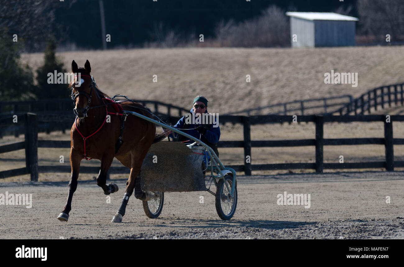 Race horse training warm up track hi-res stock photography and images ...