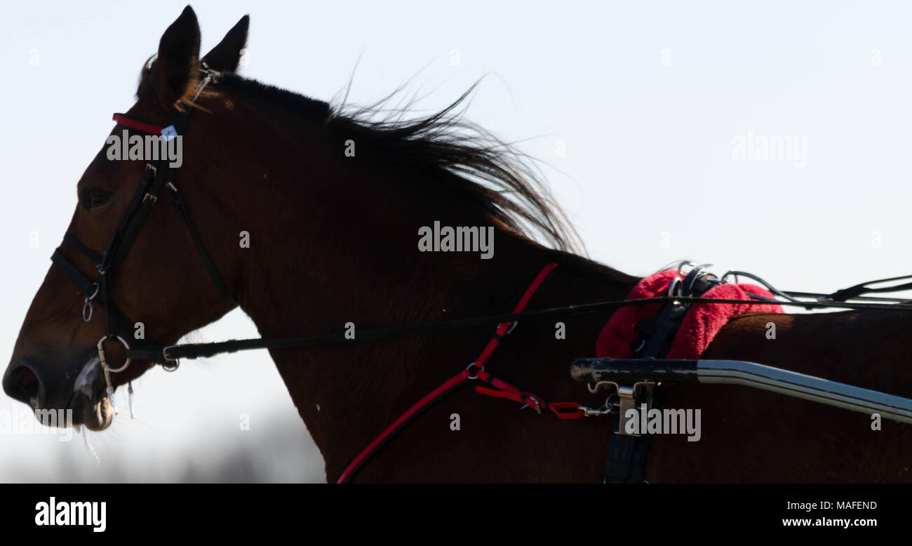 Standardbred Horse High Resolution Stock Photography and Images - Alamy